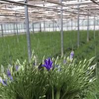 China US Currency Glass Greenhouse for Growing Plants 100.000kg Package Gross Weight for sale