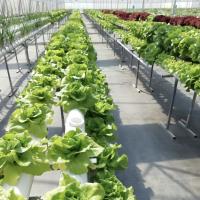 China Agricultural Glass Greenhouse Retreat for Crops Customized Request US 20/Square Meter for sale
