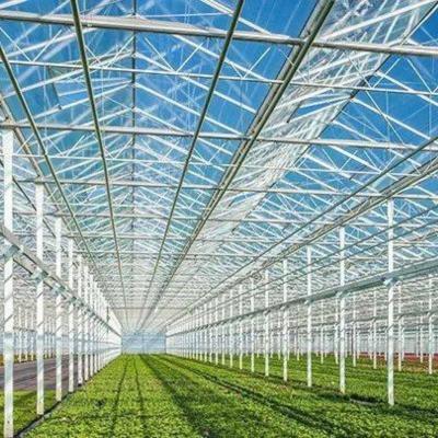 China Sunlight Greenhouse Multispan Hydroponics Plastic Film Greenhouse for Commercial Farm for sale