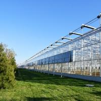 China Sunlight Greenhouse Multispan Hydroponics Plastic Film Greenhouse for Commercial Farm for sale