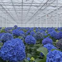China Customized Floral Glass Greenhouse for Cultivating Blooms Roofing Shape a Type Roof for sale