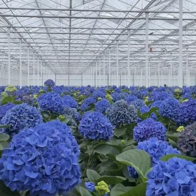 China Customized Floral Glass Greenhouse for Cultivating Blooms Roofing Shape a Type Roof for sale
