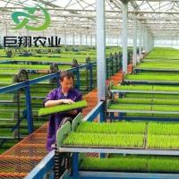 China Multispan Hydroponics Plastic Film Agricultural Greenhouse for Commercial Farm Made for sale