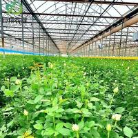 China Multispan Hydroponics Plastic Film Agricultural Greenhouse for Commercial Farm Made for sale