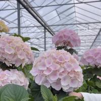 China Customized Floral Glass Greenhouse for Cultivating Blooms Roofing Shape a Type Roof for sale