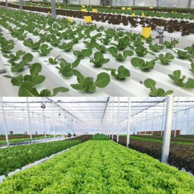 China Building Materials Steel Structure Large Size Horticulture Greenhouse with Glass Roof for sale