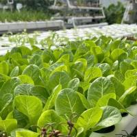 China Building Materials Steel Structure Large Size Horticulture Greenhouse with Glass Roof for sale