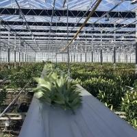 China Building Materials Steel Structure Large Size Horticulture Greenhouse with Glass Roof for sale