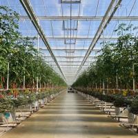 China Building Materials Steel Structure Large Size Horticulture Greenhouse with Glass Roof for sale