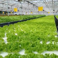 China Vibrant Garden with Glass Greenhouse Affordable Shipping Cost and Greenhouse for sale