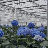 China Multi Span Glass Greenhouse for Plant Growth Package Size 50.00cm * 60.00cm * 80.00cm for sale