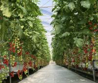 China Multi Span Glass Greenhouse for Plant Growth Package Size 50.00cm * 60.00cm * 80.00cm for sale