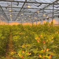China JX-A00133 Blossom Haven with Glass Greenhouse Shipping Cost and Estimated Delivery Time for sale