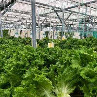 China Competitive Initial Payment Greenhouse for Botanical Oasis Enclosure a Type Roof for sale