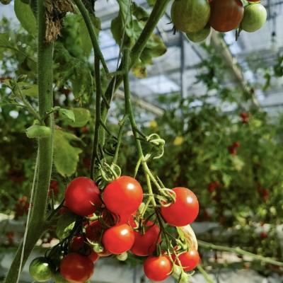 China Greenhouse with Good Light Transmission Package Size 50.00cm * 60.00cm * 80.00cm for sale