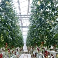 China Type Roof Good Light Transmission Glass Greenhouse for Flowers at Initial Payment for sale