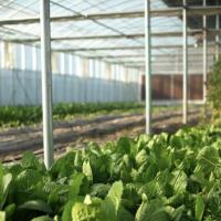 China Type Roof Good Light Transmission Glass Greenhouse for Flowers at Initial Payment for sale