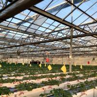 China Steel Structure Good Light Transmission Glass Greenhouse for Flower Growing JX-A00241 for sale