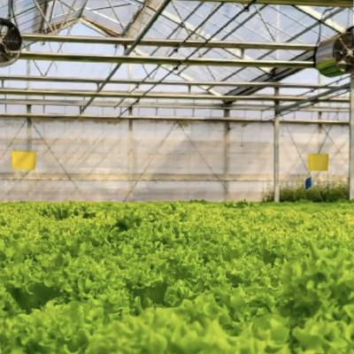 China Hollow Roof Hydroponic Greenhouse for Flower Cultivation Shipping Cost and Samples for sale