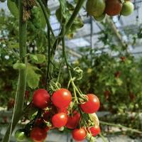 China Hollow Roof Hydroponic Greenhouse for Flower Cultivation Shipping Cost and Samples for sale