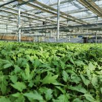 China Hollow Roof Hydroponic Greenhouse for Flower Cultivation Shipping Cost and Samples for sale