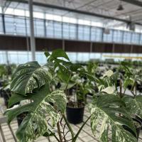 China 100.000kg Package Gross Weight Glass Greenhouse for Hydroponic Flower Cultivation for sale