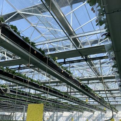 China Commercial Greenhouse Type Roof Glass Greenhouse with Hydroponic System 30-Day Guarantee for sale