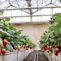 China Versatile and Customizable Drip Irrigation Glass Greenhouse for Flower Growing for sale