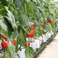 China Glass Greenhouse with Hydroponic System Durable Glass Cover and Affordable Shipping for sale