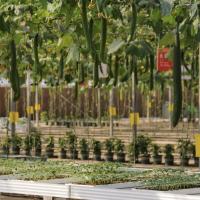 China Glass Greenhouse with Hydroponic System Durable Glass Cover and Affordable Shipping for sale