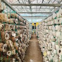 China Package Size 50.00cm * 60.00cm * 80.00cm Glass Greenhouse for Flower Hydroponics for sale