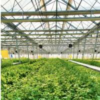 China Hydroponic Glass Greenhouse for Flower Cultivation 30-Day Return Refunds a Type Roof for sale