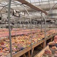 China Get a Type Roof Hollow Glass Greenhouse for Flower Cultivation Return refunds Offered for sale