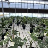 China High Light Transmission Glass Hydroponic Greenhouse for Commercial Flower Growing US for sale