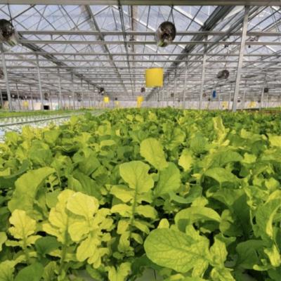 China US 20/Square Meter Glass Roof Hydroponic Greenhouse for Flower Cultivation Materials for sale