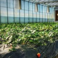 China US 20/Square Meter Glass Roof Hydroponic Greenhouse for Flower Cultivation Materials for sale