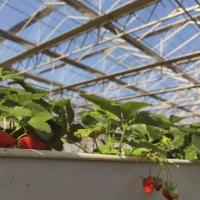 China Durable Steel Structure Glass Greenhouse for Hydroponic Flower Growing JX-A00264 for sale