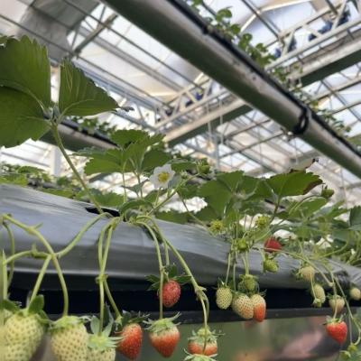 China Return refunds Double Layer Drip Irrigation Glass Greenhouse for Flower Cultivation for sale
