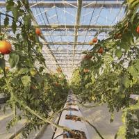 China Large Chinese Origin Glass Greenhouse for Flower Growing Package Gross Weight 100.000kg for sale
