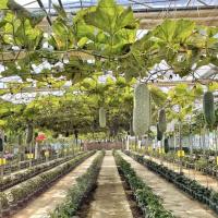China High Light Transmission Hydroponic Glass Greenhouse Perfect for Commercial Greenhouse for sale