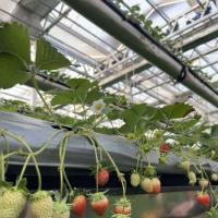 China High Light Transmission Hydroponic Glass Greenhouse Perfect for Commercial Greenhouse for sale