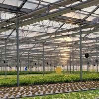 China 100.000kg Package Gross Weight Multi Span Glass Greenhouse for Flower Cultivation for sale