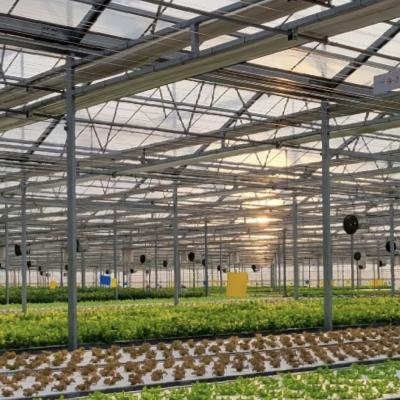 China 100.000kg Package Gross Weight Multi Span Glass Greenhouse for Flower Cultivation for sale