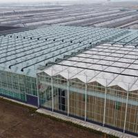 China 100.000kg Package Gross Weight Multi Span Glass Greenhouse for Flower Cultivation for sale