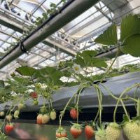 China Customized Request Glass Greenhouse with Flower System and Customized Roofing Shape for sale