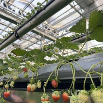 China Customized Request Glass Greenhouse with Flower System and Customized Roofing Shape for sale