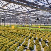 China Customized Request Glass Greenhouse with Flower System and Customized Roofing Shape for sale