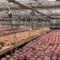 China Glass Greenhouse Hydroponics System for Flower Growing a Type Roof Customized Request for sale
