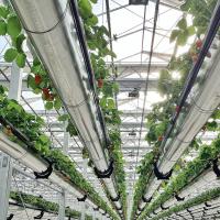 China Glass Greenhouse Hydroponics System for Flower Growing a Type Roof Customized Request for sale