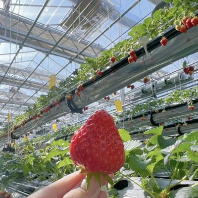 China Large Steel Structure Drip Irrigation Glass Greenhouse for Flowers and Vegetables for sale